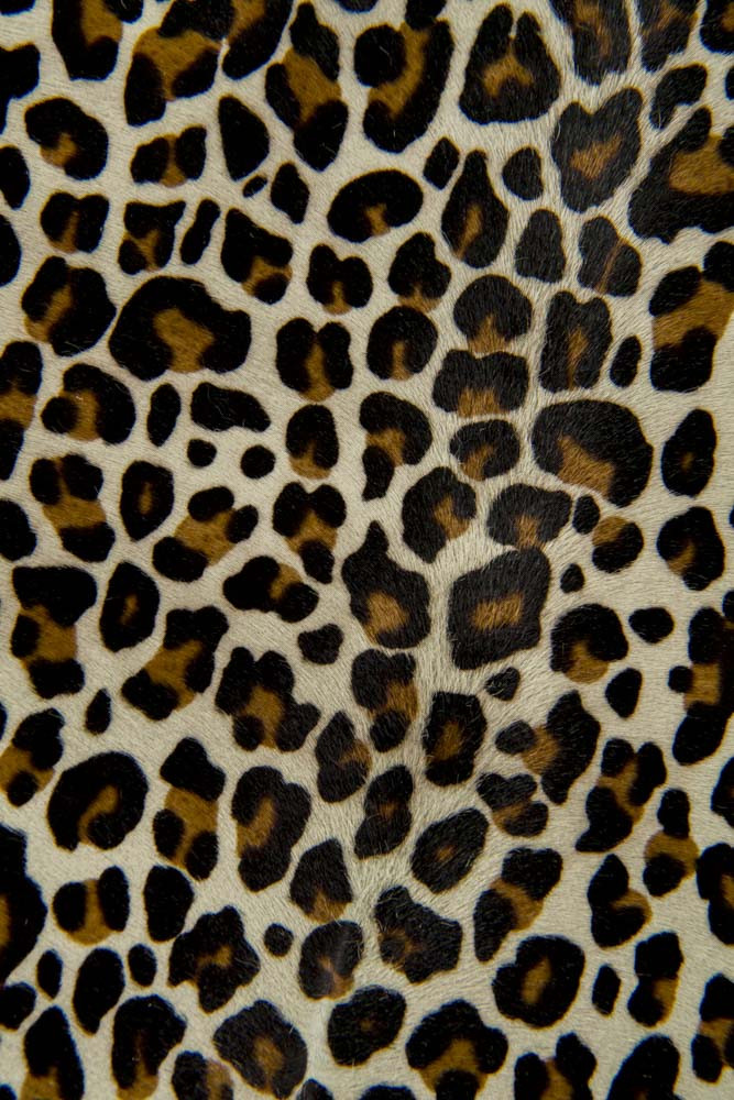 LEOPARD textured hair on leather hide, cheetah print on grey hairy ...